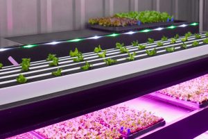 Hydroponics Smart Farm - James Sprunt Community College